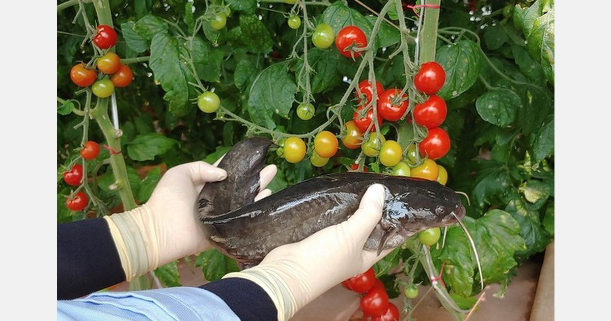 Korea: Catfish and cherry tomatoes prove successful match
