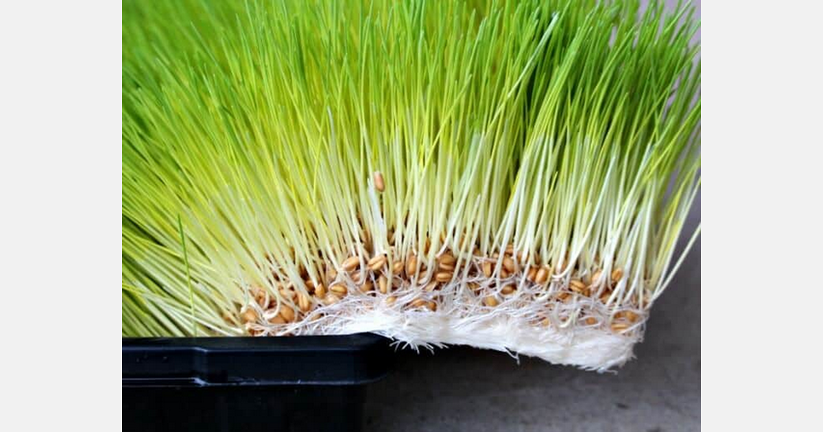 Nutritional comparison between hydroponically grown leguminous and non ...