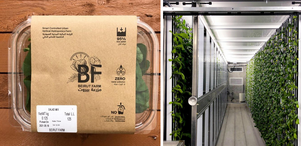 Beirut Farm leading vertical farming in Lebanon