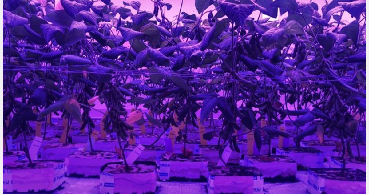 Protein-rich crops: growing soybean in vertical farms