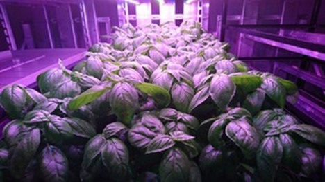 OneFarm looking to raise funds for large-scale UK Vertical Farm