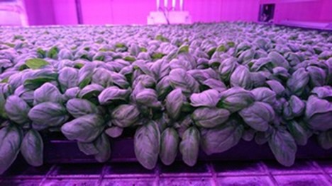 OneFarm unveils plans for its first UK vertical farm installation