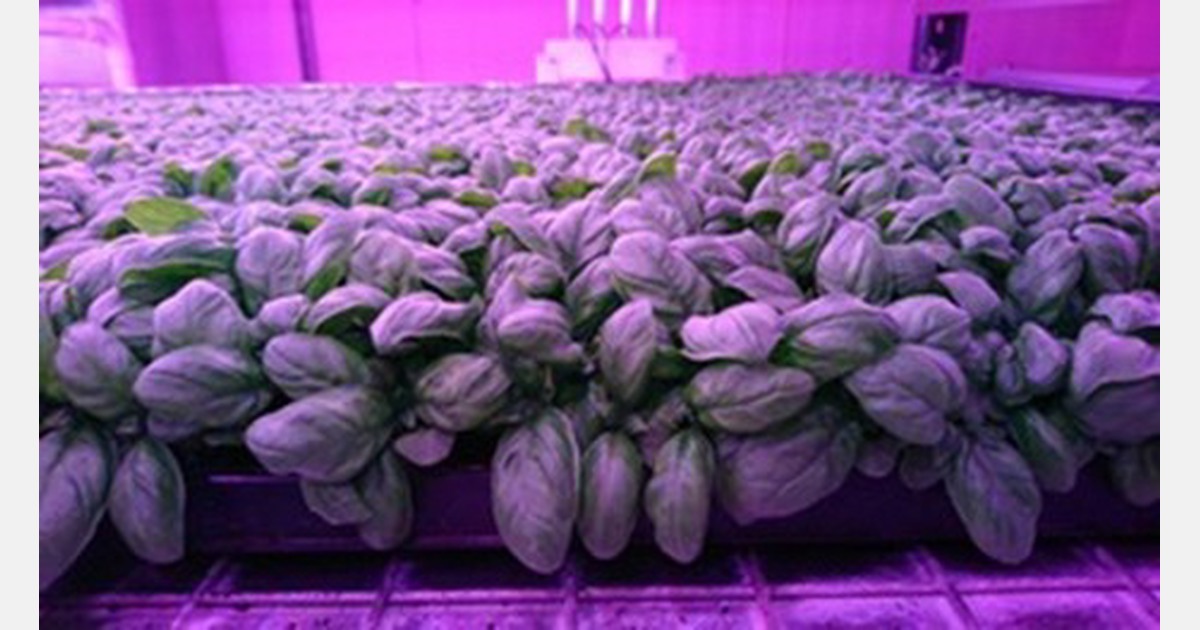 OneFarm unveils plans for its first UK vertical farm installation