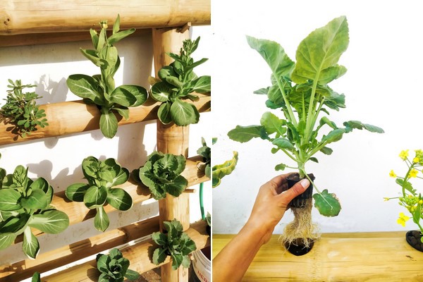 Easy and sustainable hydroponics with bamboo system