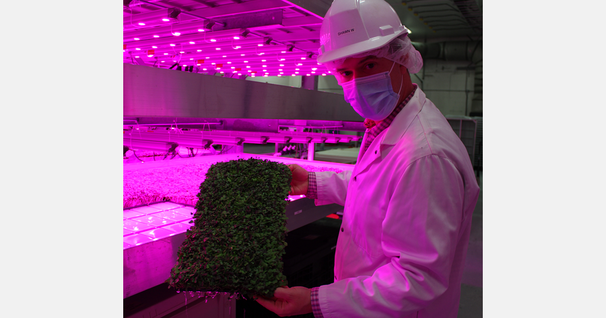 Canada’s largest commercial vertical farm