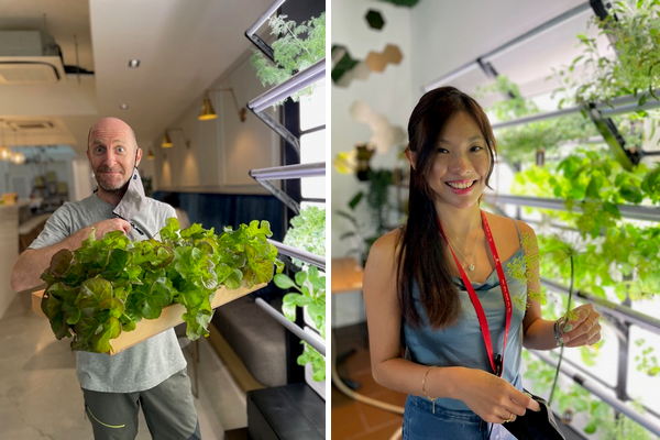 Grobrix installs farming walls at Shell Singapore headquarters