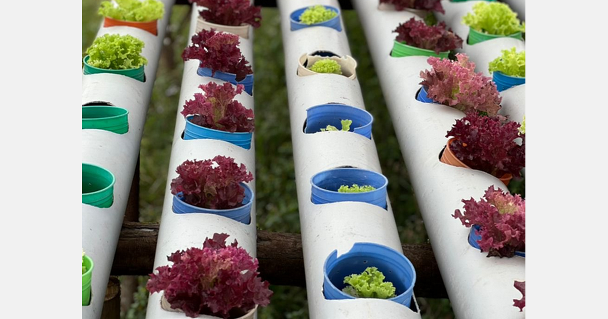 Delightful colors at Kaynela Farms