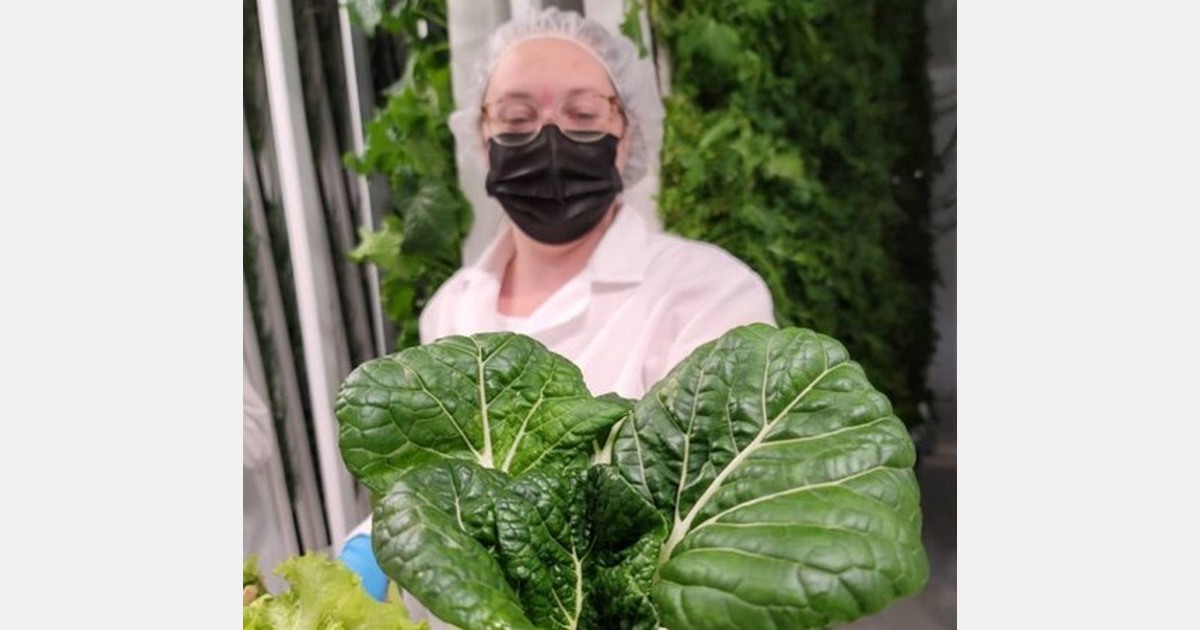 Canada: Dryden startup grows up with vertical farming