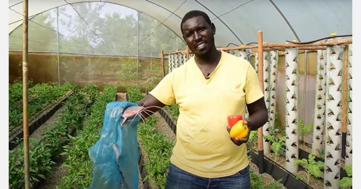 Aquaponics farming in Kenya