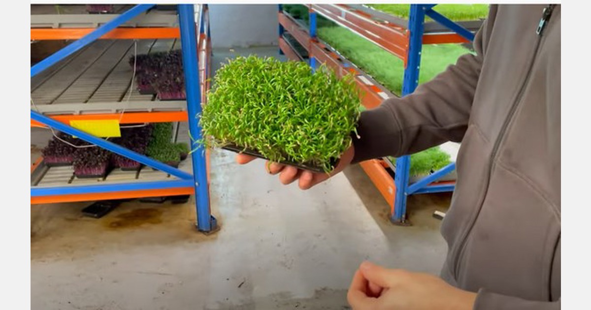 Growing microgreens in a Danish vertical farm