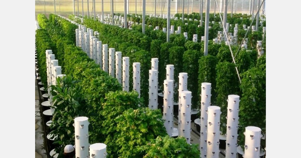 “Commercial hybrid farming is gaining momentum”