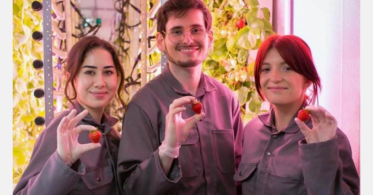 Growing strawberries year-round in Canada? A Waterloo team is working on it