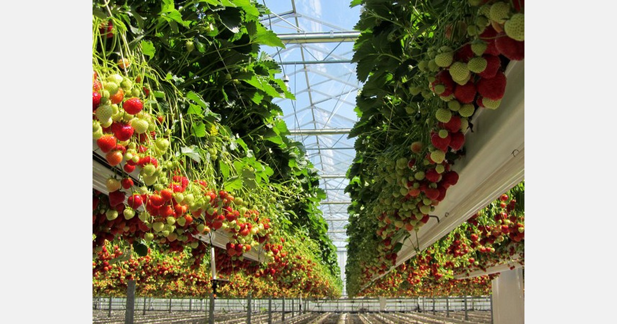 Philippines: La Trinidad farmers urged to adopt elevated strawberry farming
