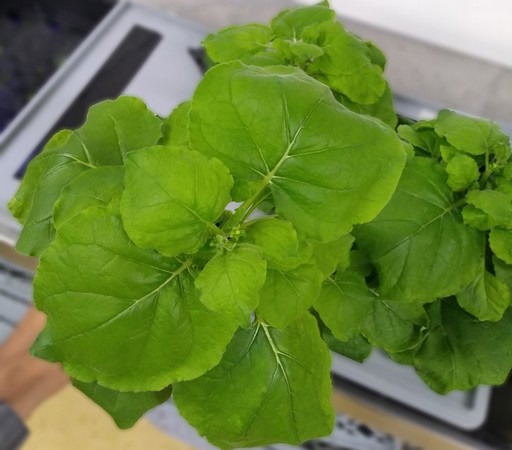 LettUs Grow trial growing Nicotiana benthamiana with aeroponics