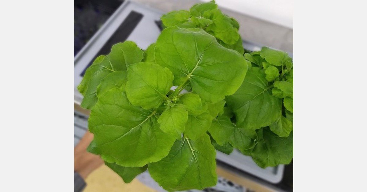 LettUs Grow trial growing Nicotiana benthamiana with aeroponics