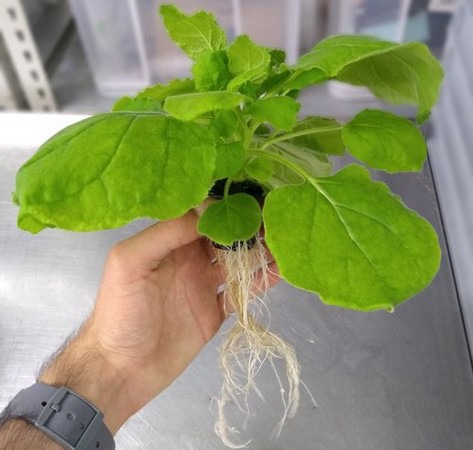 LettUs Grow trial growing Nicotiana benthamiana with aeroponics