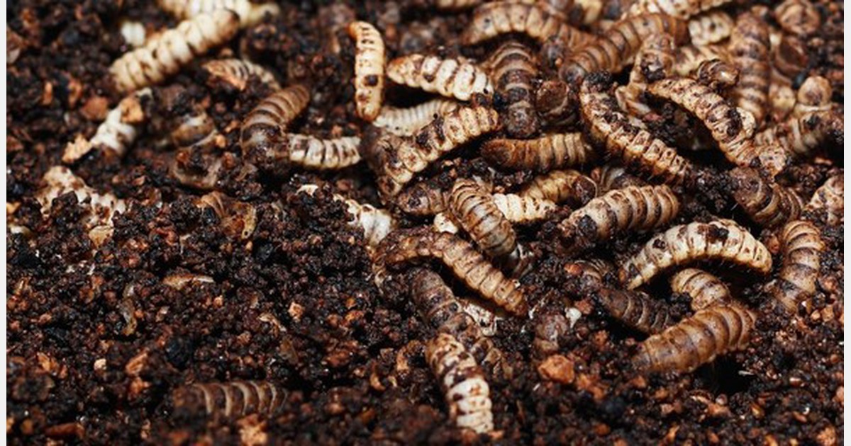"Farmed insects fit in the durable food system"