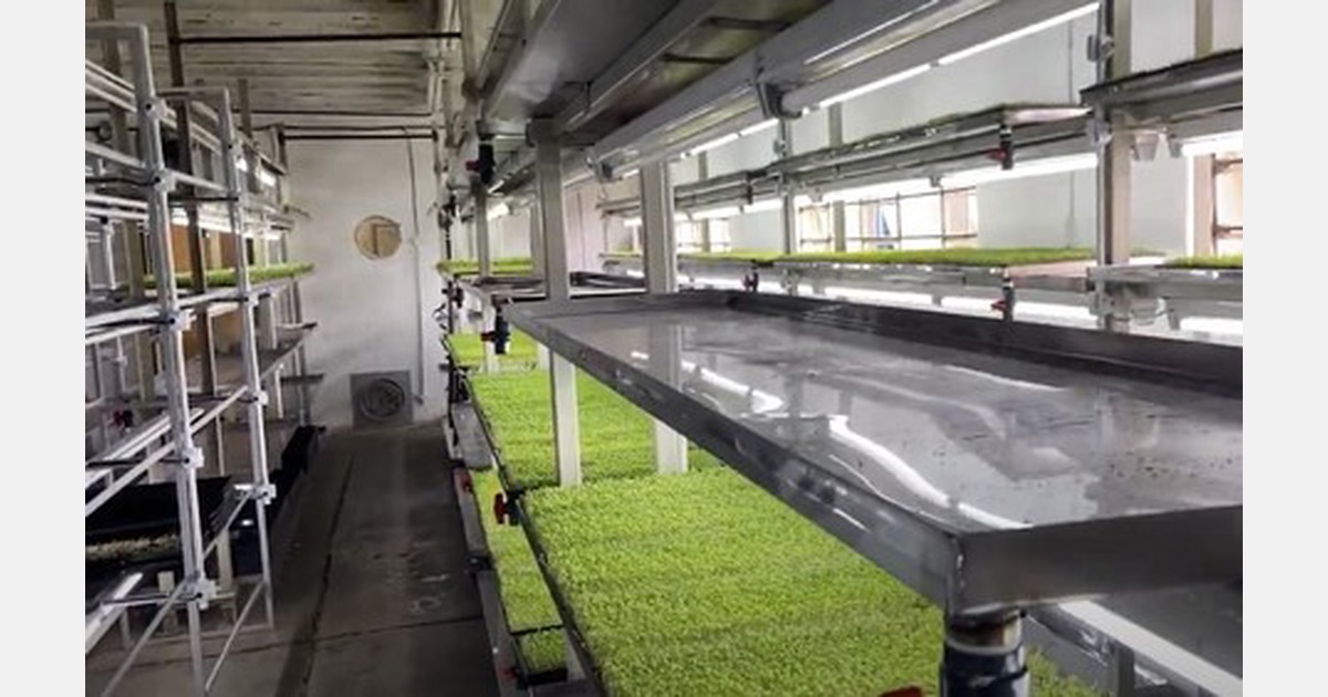 Hydroponic microgreens farm shows updated interior