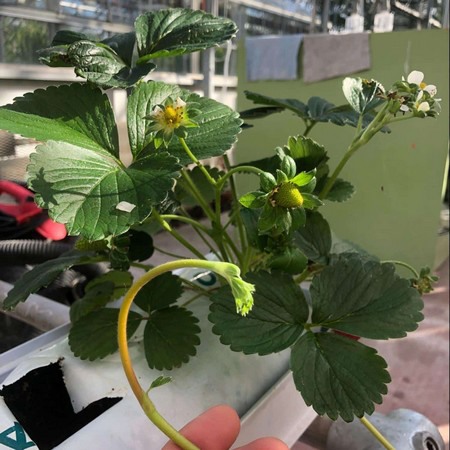 Strawberries; reproduction and runners