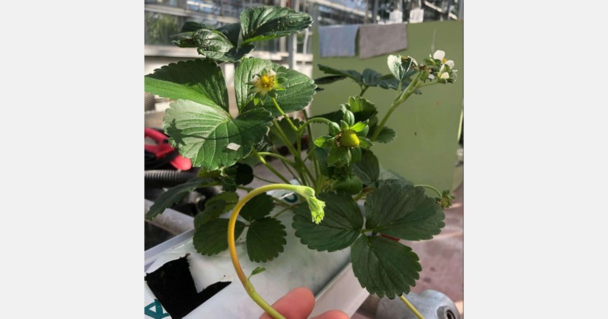 Strawberries; reproduction and runners