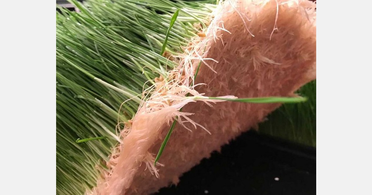 Promoting the benefits of fodder farming