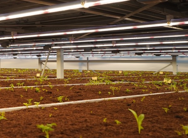 Case study: how Van der Avoird Trayplant achieved high yields using ...