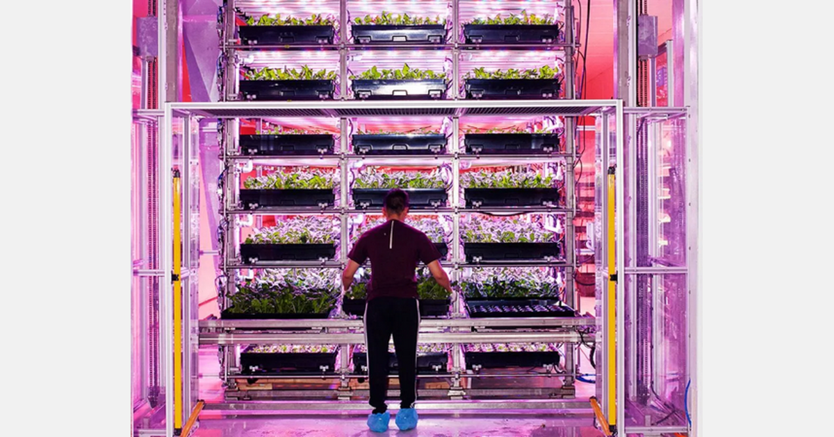 NZ: Small update on Hamilton's first large-scale vertical farm