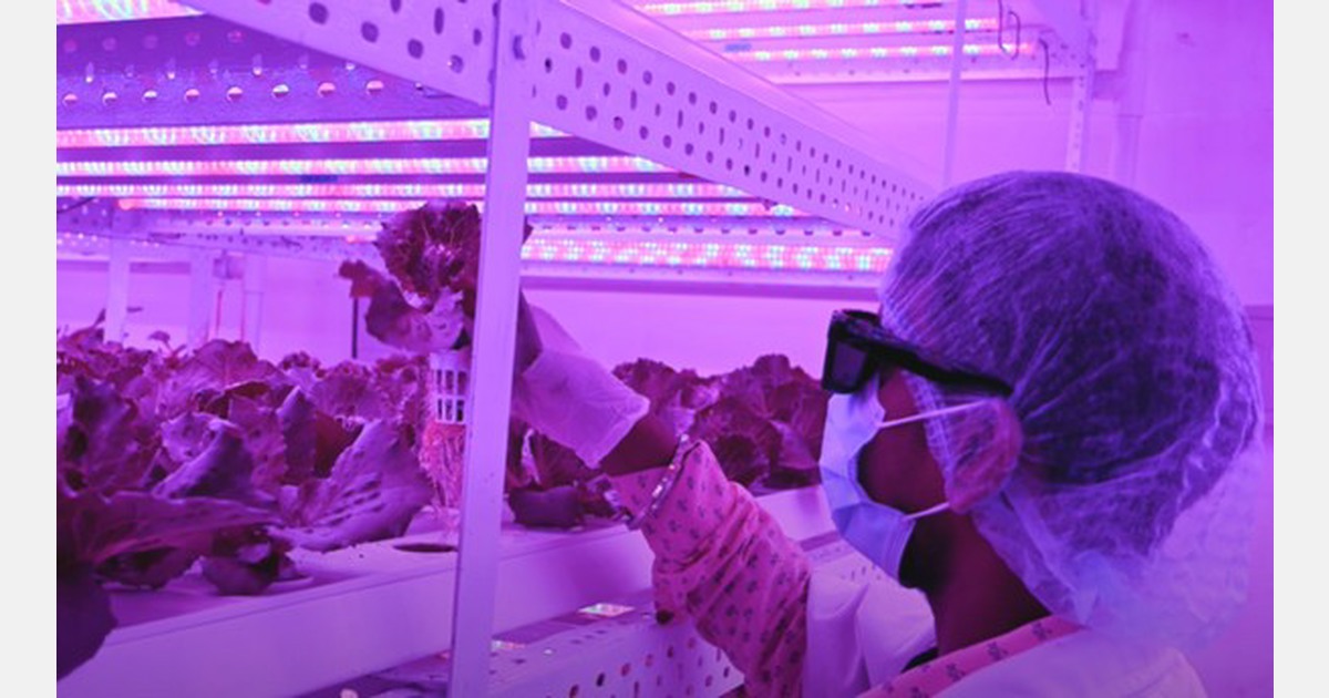 Inside India's 'tallest vertical farm', growing 10,000+ plants in just ...