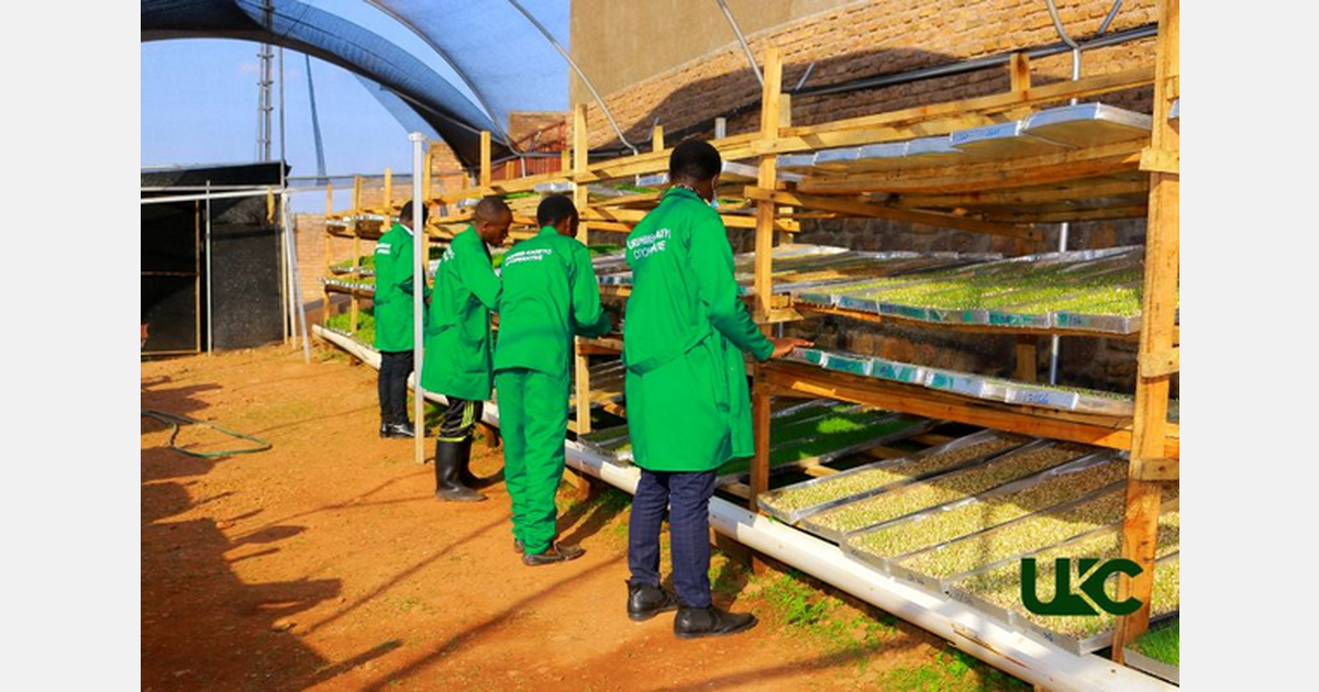 Hydroponic fodder production in Rwanda