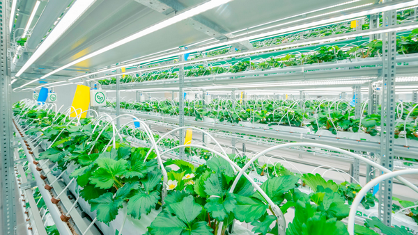 Vertical farming in Saudi Arabia: Benefits, challenges, and opportunities