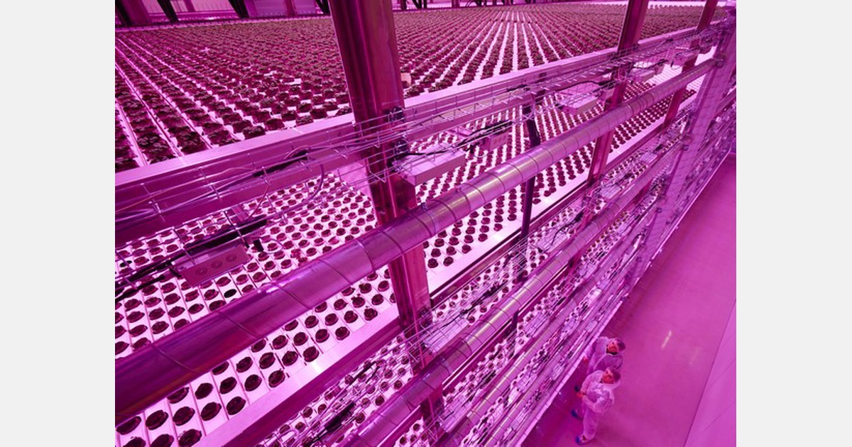 Finland: Vertical farm begins commercial-scale herb production