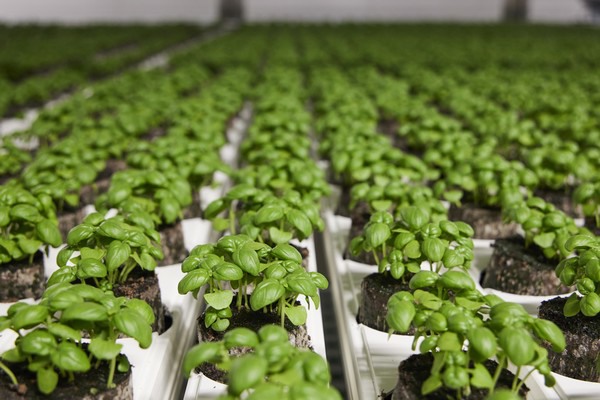 Finland: Vertical farm begins commercial-scale herb production