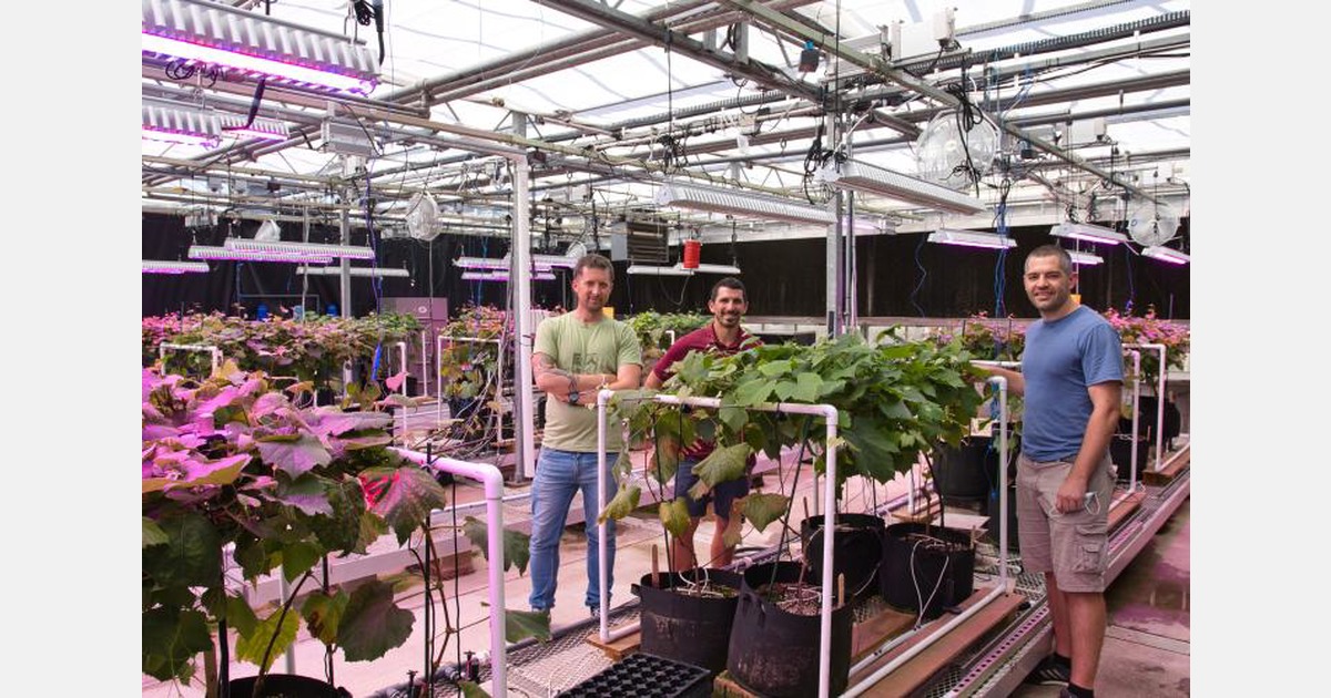 Annual grape production: Only a photon away