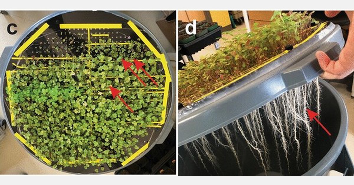A modified aeroponic system for growing small-seeded legumes and more ...