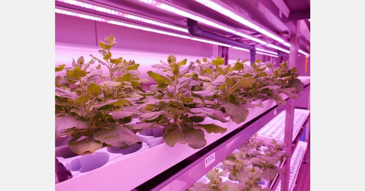Urban Crop Solutions named the fourth Most Innovative company in Europe ...