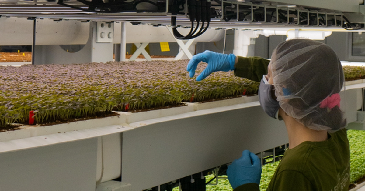 US (NY): Upward Farms to lay off 78 employees and close Williamsburg ...