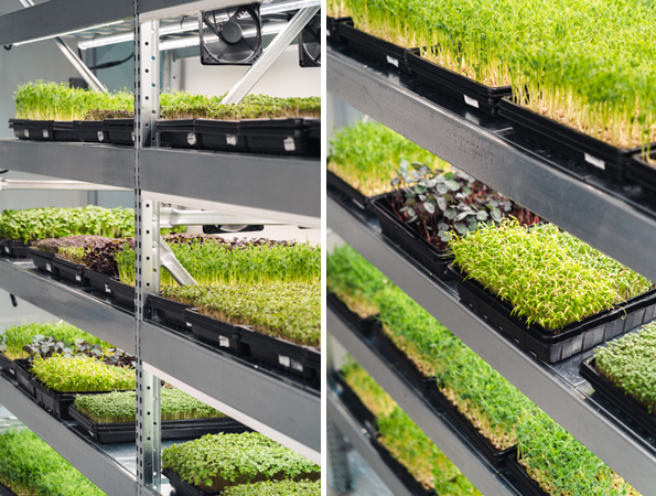 Germany: Inspiring microgreens production in Munich and beyond