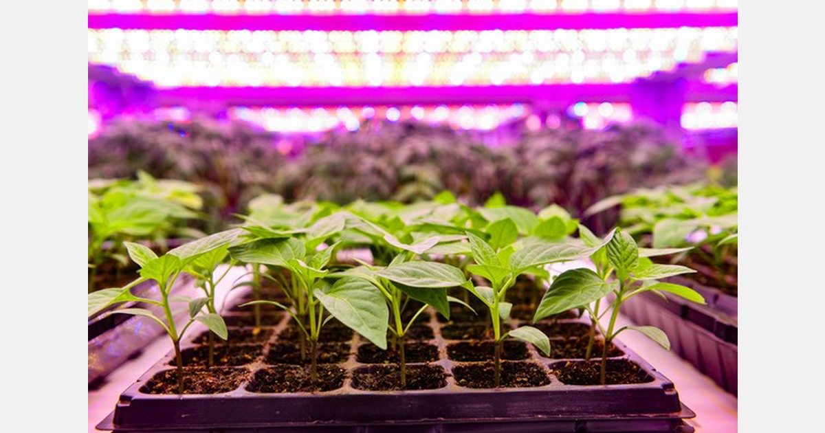 US (AZ): How one ASU lab is working to create food resiliency in the ...