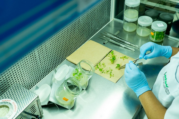 Brazil: How tissue culture techniques can aid vertical farms becoming ...