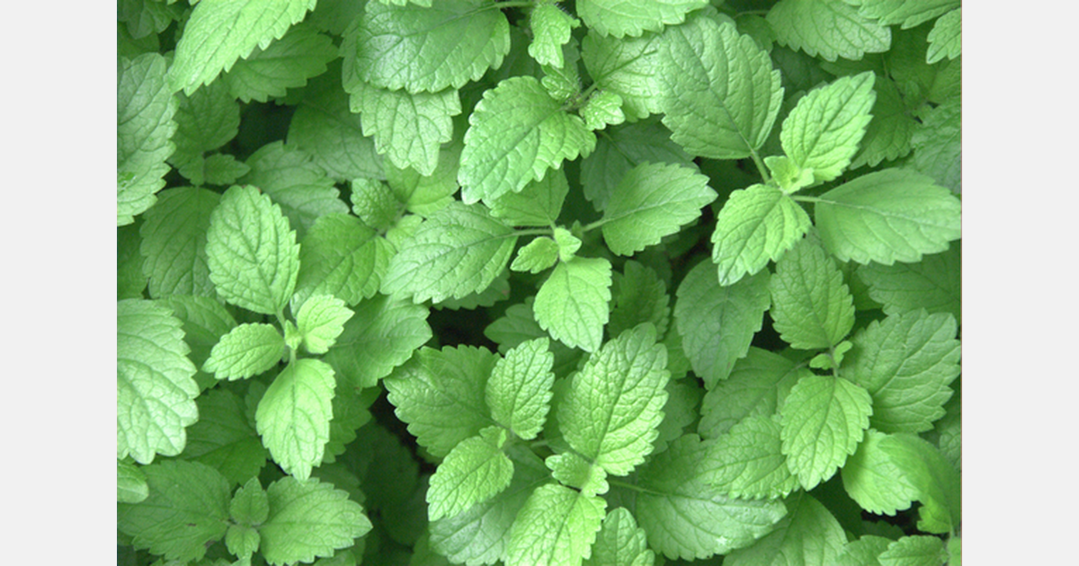 From micro-herbs to menthol and morphine: how far will vertical farms go?