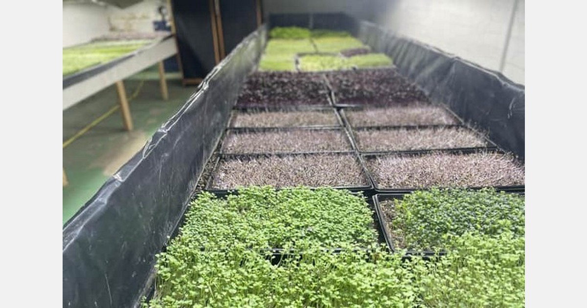 UK: Bioponic farming - inside the underground plant farm in Yorkshire