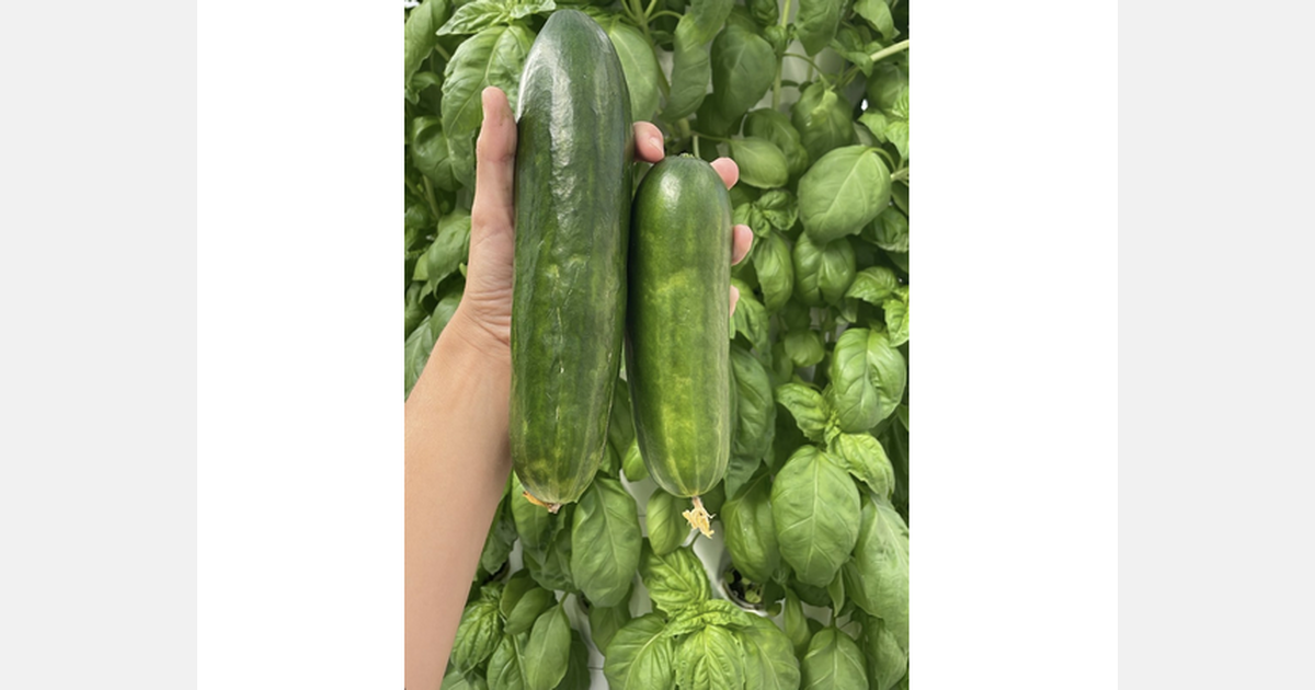 The two varieties of cucumber are performing well at the farm 勒