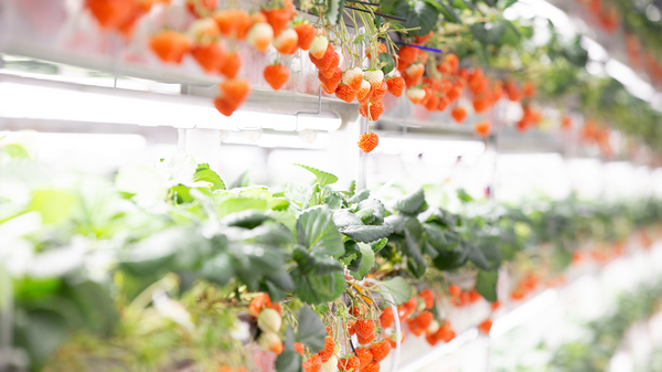 Japan: Oishii and Yaskawa Electric partner to optimize vertical farming ...