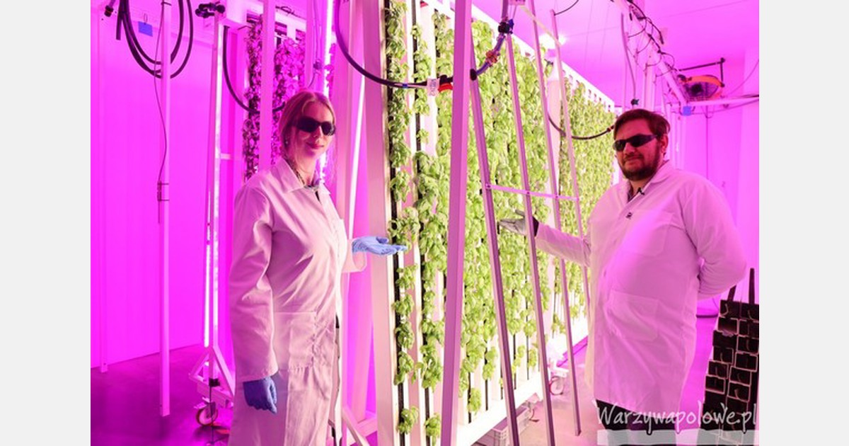 Vertical farm in Poland - what can be grown there?