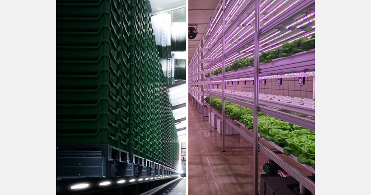 The parallels between insect farming and vertical farming