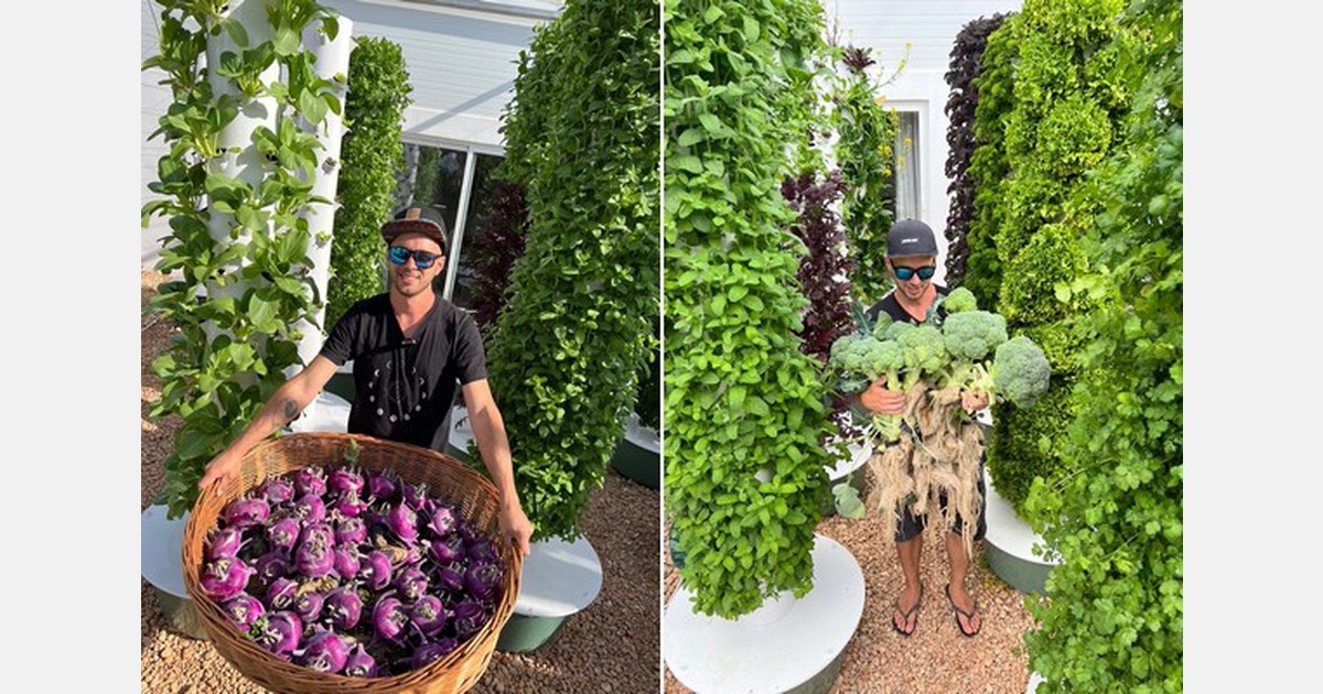 Agrotonomy shares results of brassica cultivation with Aeroponic Towers