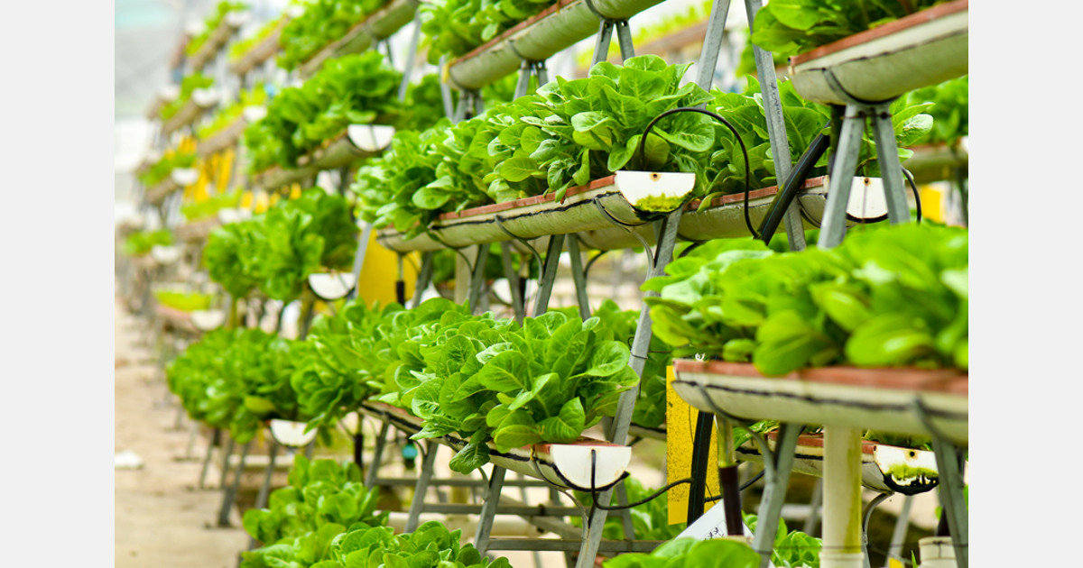 Hydroponic watercress production through fish farming water reuse and ...