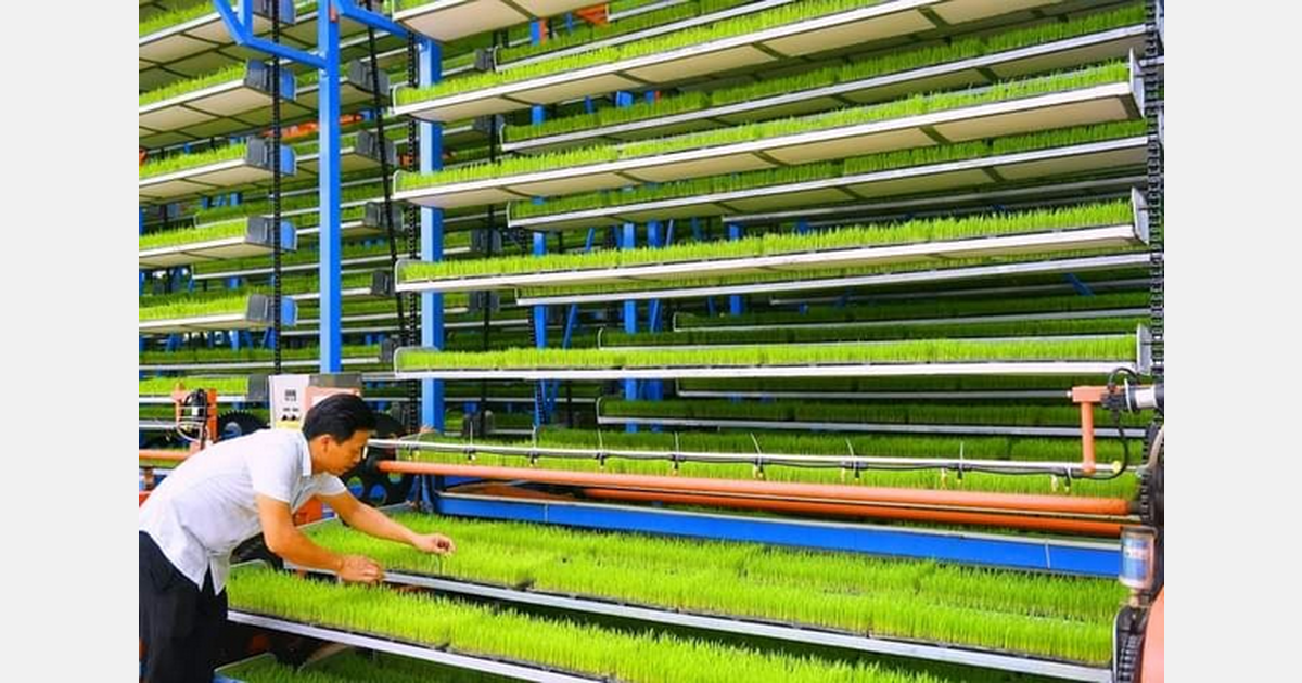 China: Fodder farming