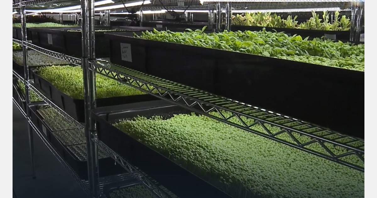 US (NV): A look inside Frontier Farms