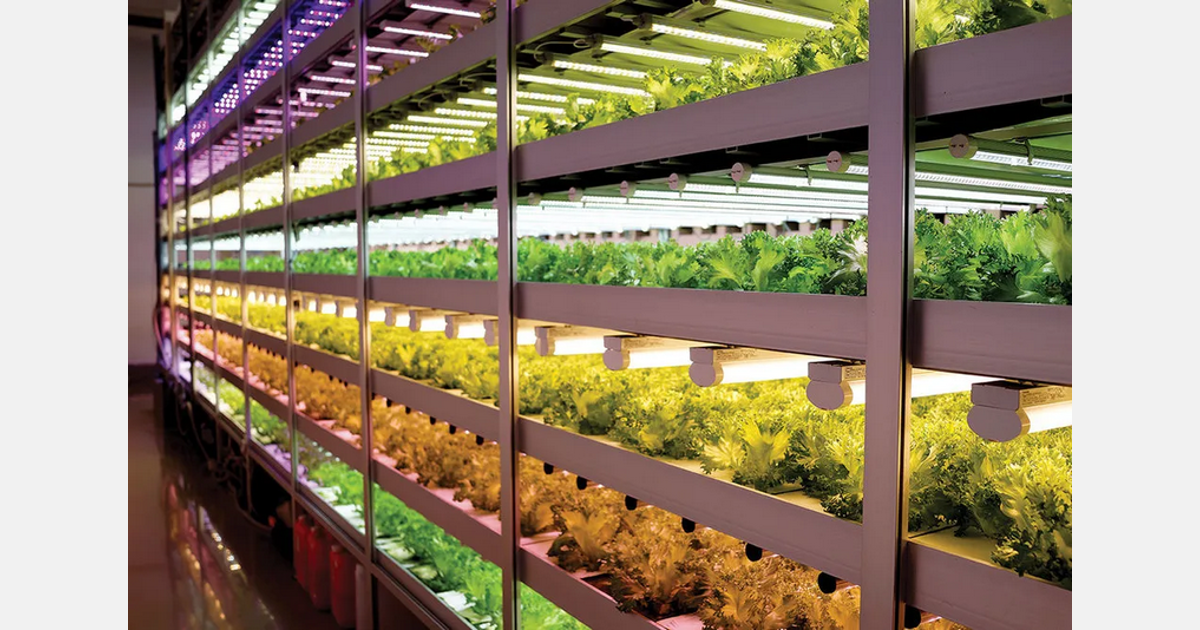 Japan: Bridging the gap between vertical farming academia and the industry